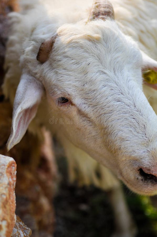 Sheep close up stock photo. Image of nature, spring, lying - 67667816