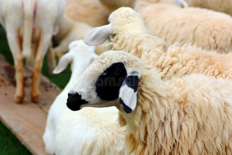 Sheep in Close Up Portrait Outdoor Stock Image - Image of fleece ...