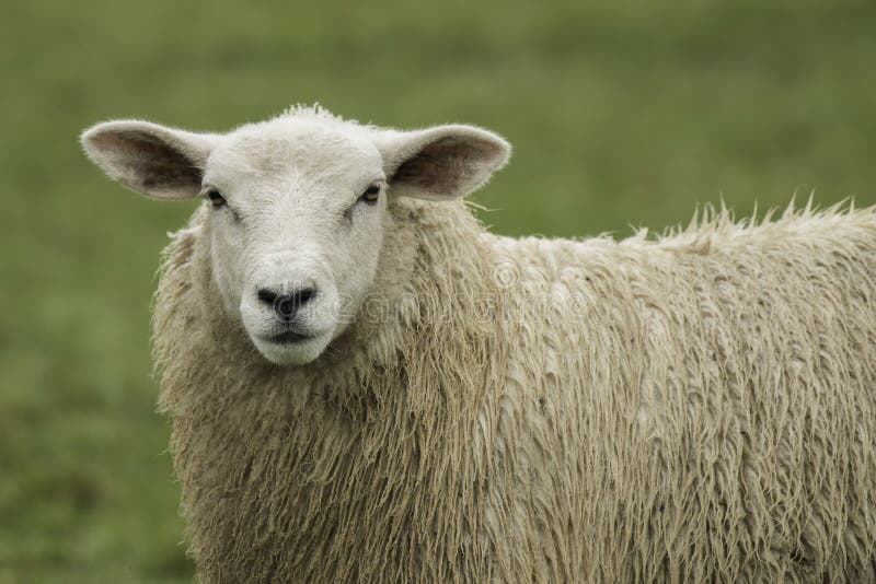 Sheep close up portrait stock photo. Image of cute, wool - 82119826