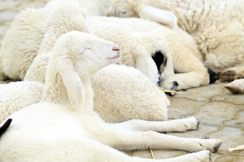 Sleepy Sheep stock photo. Image of dall, alaskan, quiet - 1061160