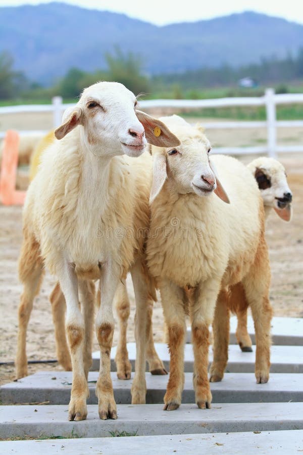 Sheep stock image. Image of flock, closeup, stack, sheep - 32611335