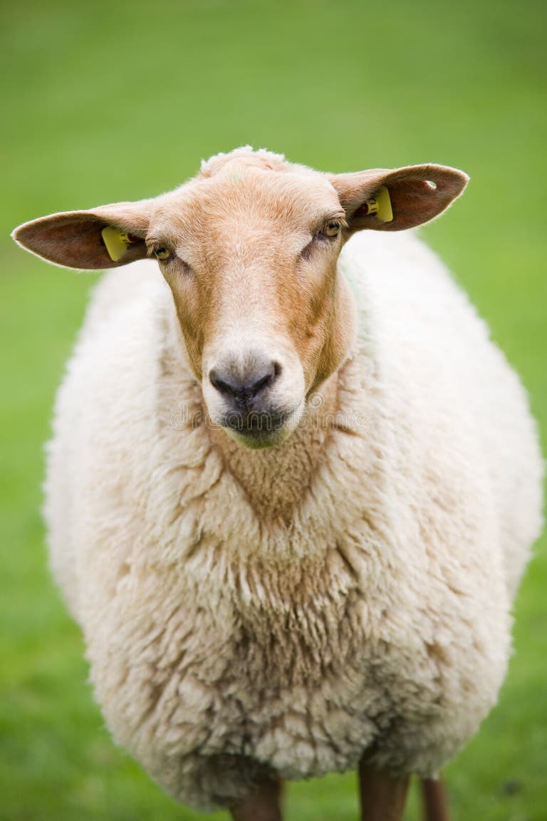 222 Puffy Sheep Stock Photos - Free & Royalty-Free Stock Photos from ...