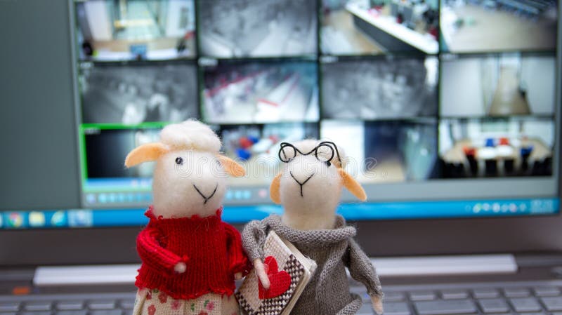 A Sheep Model Wearing Clothes Looking at a Program in Front of a ...