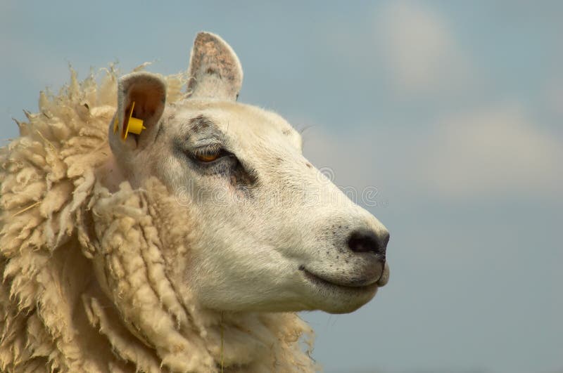 Sheep and clouds stock image. Image of portrait, young - 802871