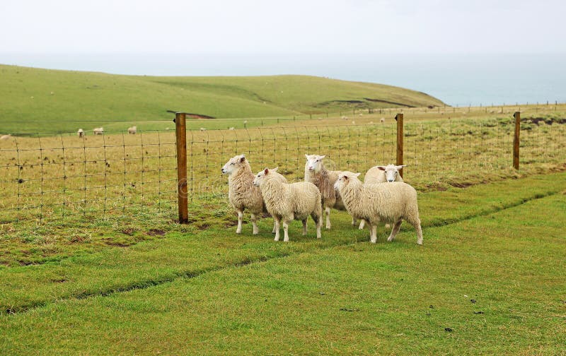 537 Five Sheep Stock Photos - Free & Royalty-Free Stock Photos from ...