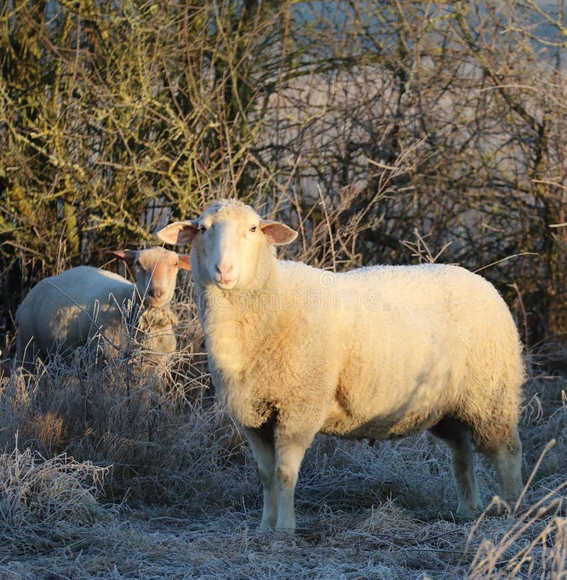 Sheep cold stock photo. Image of cold, farm, grass, farming - 351753684