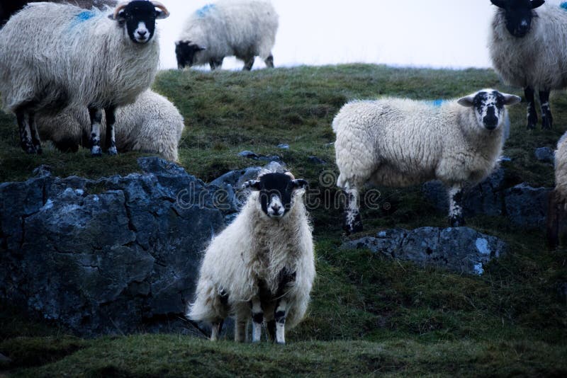 Sheep in a Cold White Winter Stock Image - Image of cold, freeze: 80932943