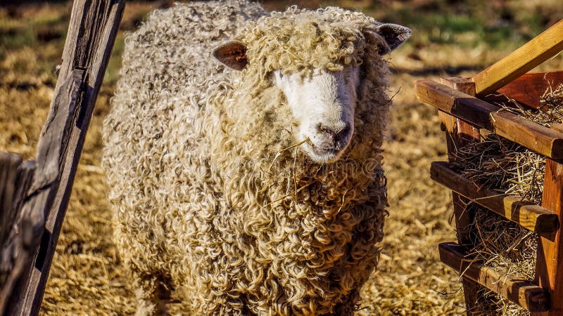 Sheep in Colonial Williamsburg Stock Photo - Image of historic ...