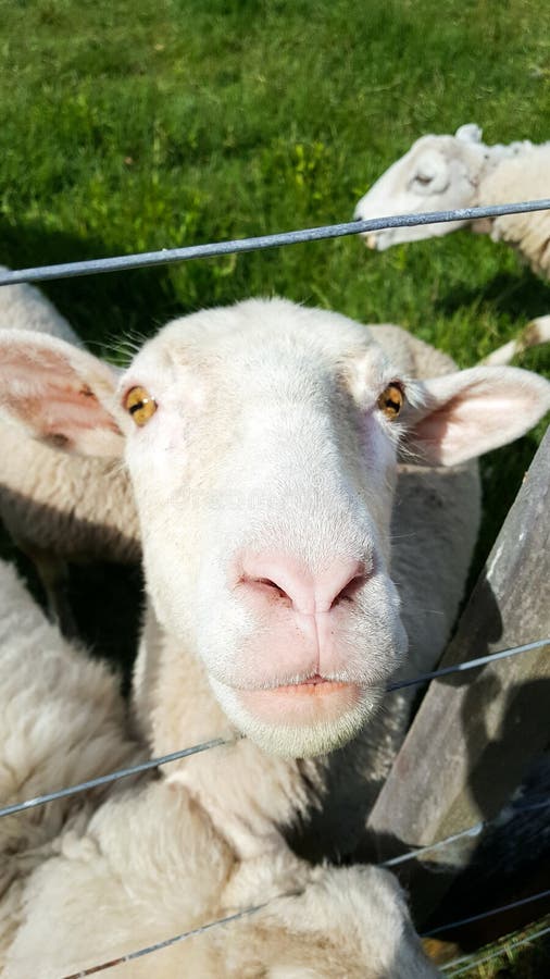 Sheep with a Comical Expression on Its Face Stock Photo - Image of eyes ...