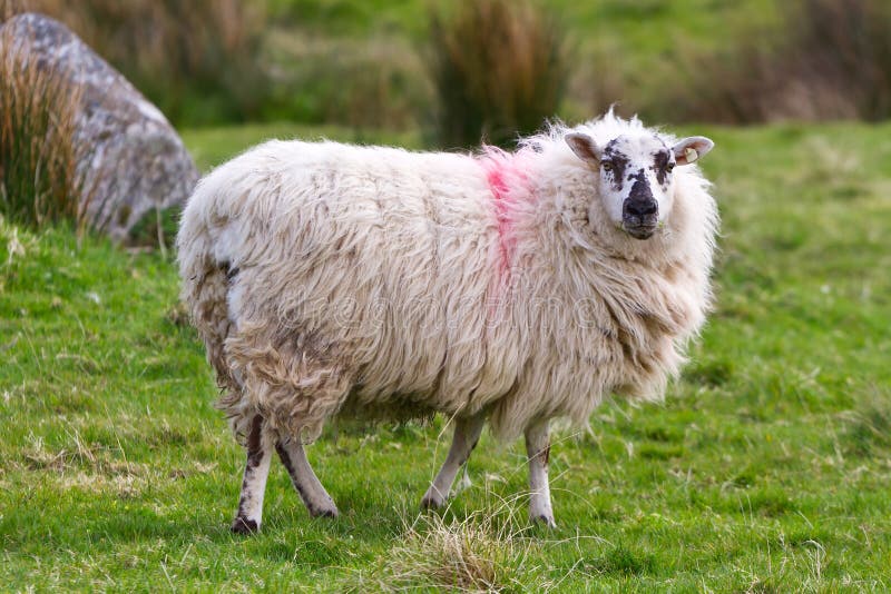 Friendly Sheep, Connemara, Ireland Stock Image - Image of scape, lake ...