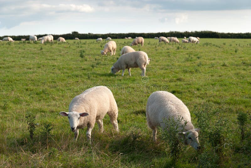 Sheep in Cornwall stock photo. Image of environment, farm - 32384144