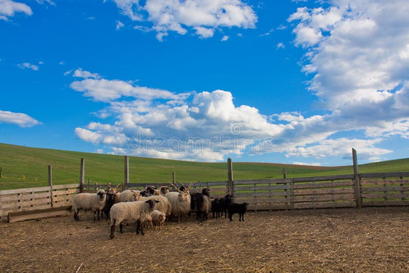 Sheep in the corral stock photo. Image of mammal, outdoors - 13742214