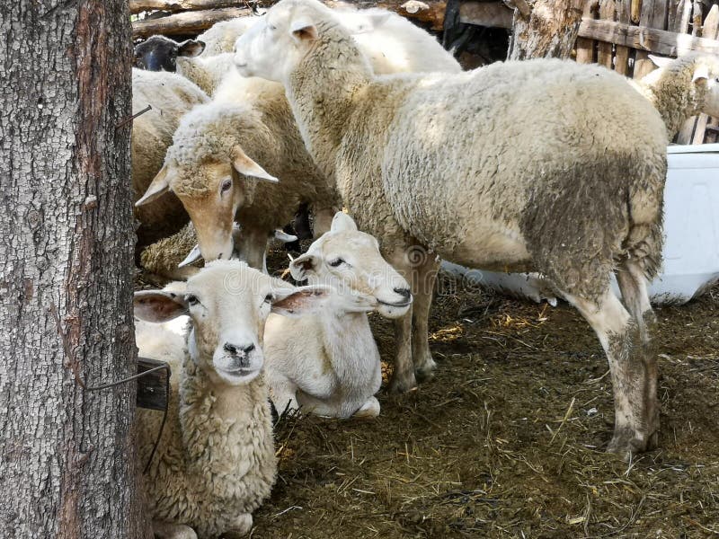 Sheep in a Corral in a Farm Stock Image - Image of lambs, corral: 198537419
