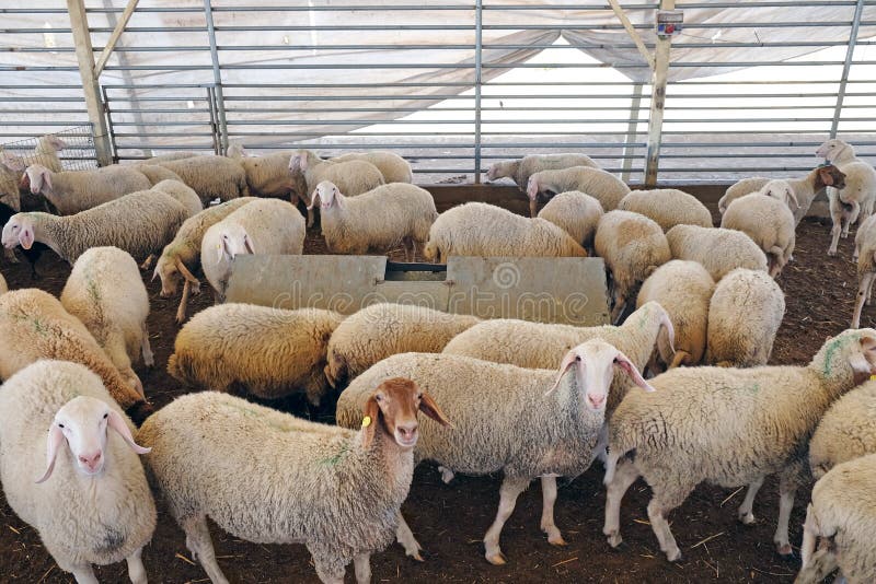 Sheep in the Corral on a Farm Stock Photo - Image of farm, sheep: 81265450