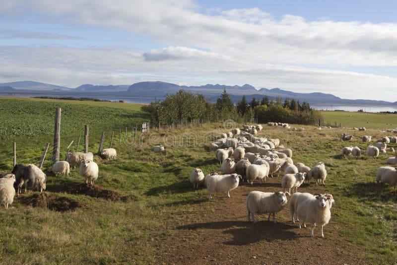 Sheep corral in Iceland stock image. Image of livestock - 17875731