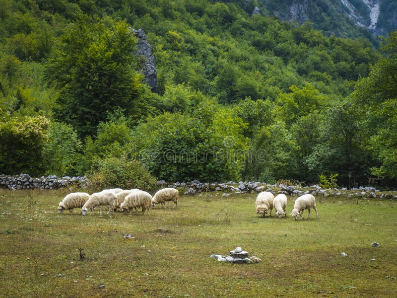Sheep in the country stock image. Image of green, livestock - 265266565