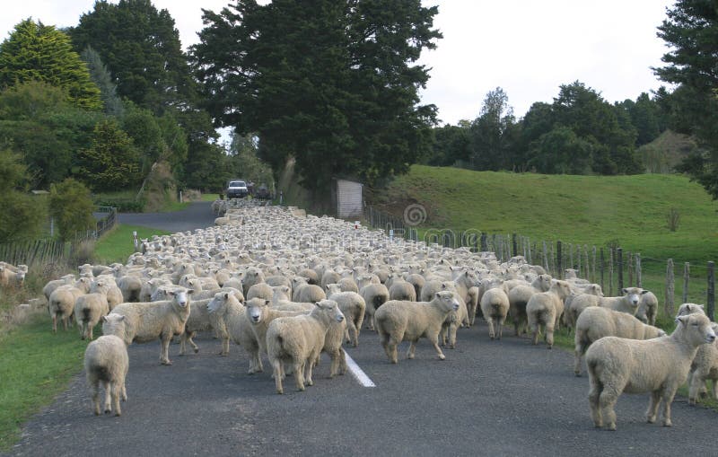 Sheep Flock Herd on road stock photo. Image of zealand, sheep - 51094