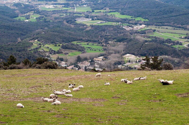 Sheep Country stock photo. Image of farming, black, herd - 30555238
