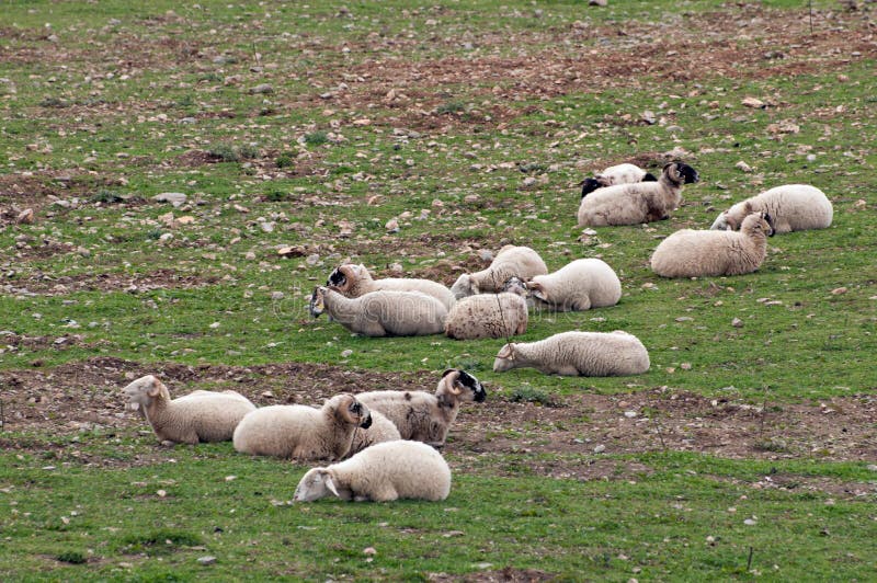 Sheep Country stock photo. Image of green, farm, animal - 30555318