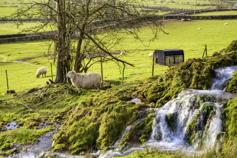 Sheep in countryside stock photo. Image of rural, outside - 8651364