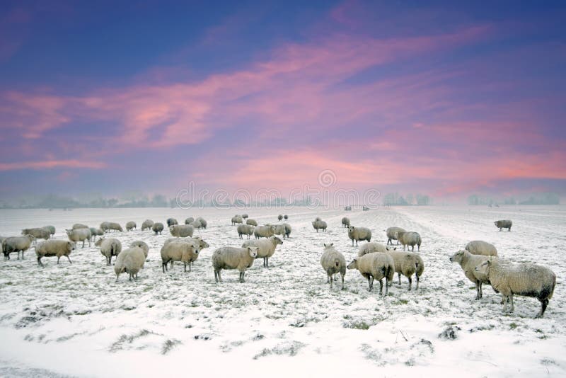 Sheep in the Countryside from the Netherlands in Winter at Sunset Stock ...