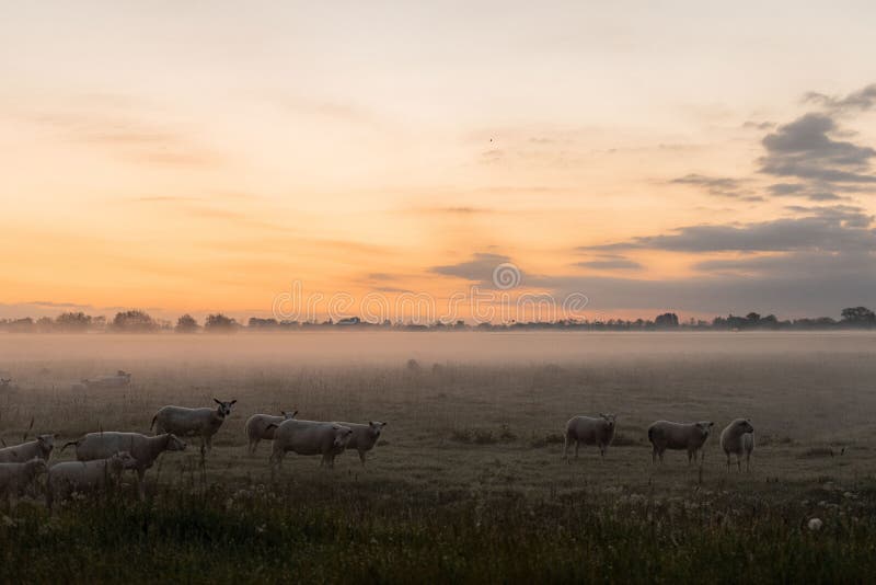 Sheep on Countryside during Sunrise Stock Image - Image of glow ...
