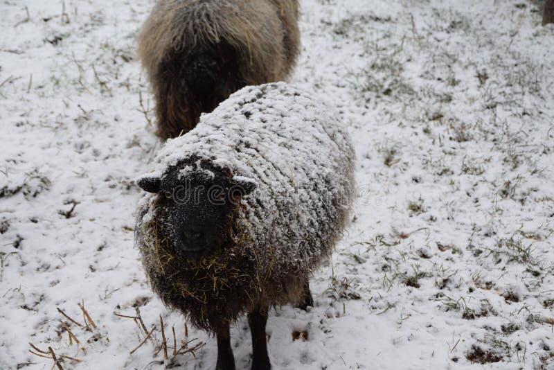 Sheep Covered in Snow on a Cold Winter Day Stock Photo - Image of ...