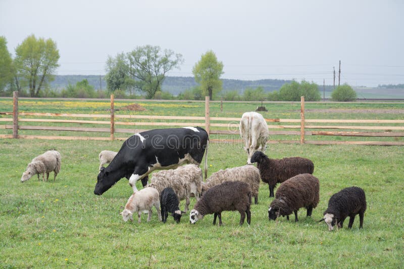 Sheep and cows stock photo. Image of farm, sheep, grass - 147456942