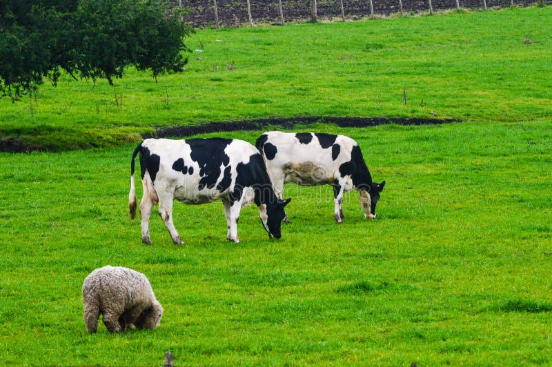 Sheep and cows stock photo. Image of green, mammals, vegetation - 81230968