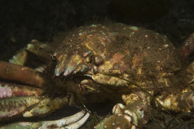 195 Underwater Sheep Stock Photos - Free & Royalty-Free Stock Photos ...