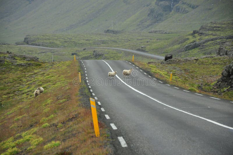 Sheep Crossing a Country Road in Iceland Stock Photo - Image of ... Sheep Crossing a Country Road in Iceland Stock Photo - Image of ...