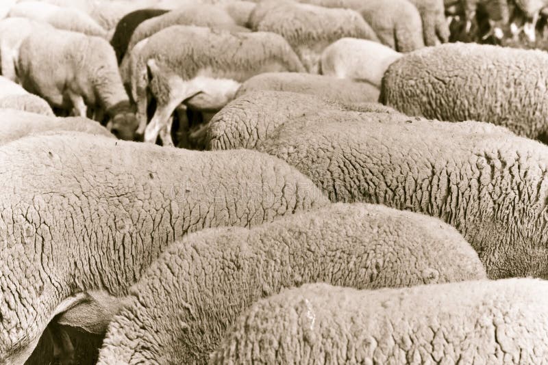 Sheep Crowd Picture. Image: 4732870