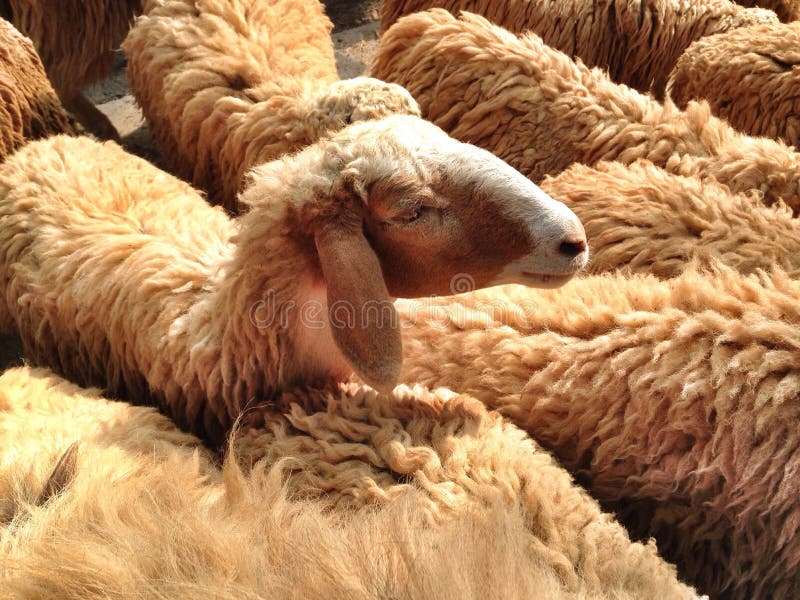 Crowd Of Sheep In Altai Mountains In Autumn. Brown, White And Green ...
