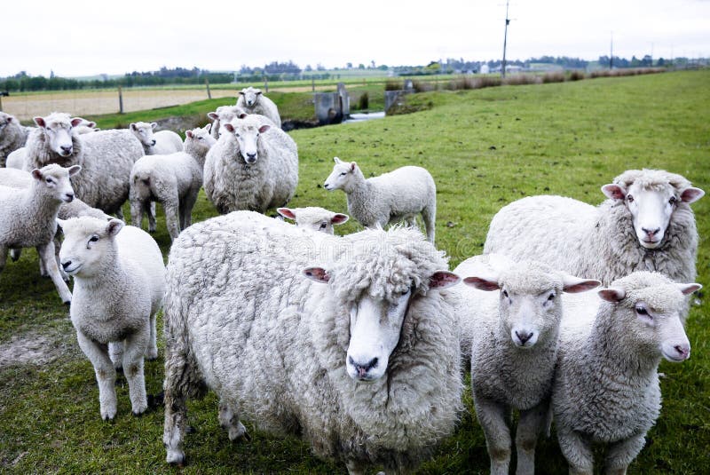 Sheep crowd stock photo. Image of gaze, look, lamb, ribs - 60382994