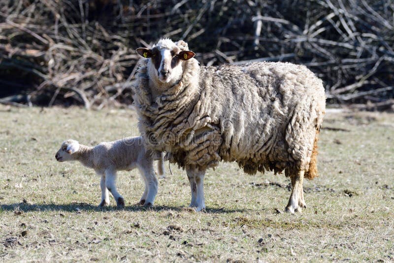 Sheep with cub stock photo. Image of mother, field, agriculture - 140806030