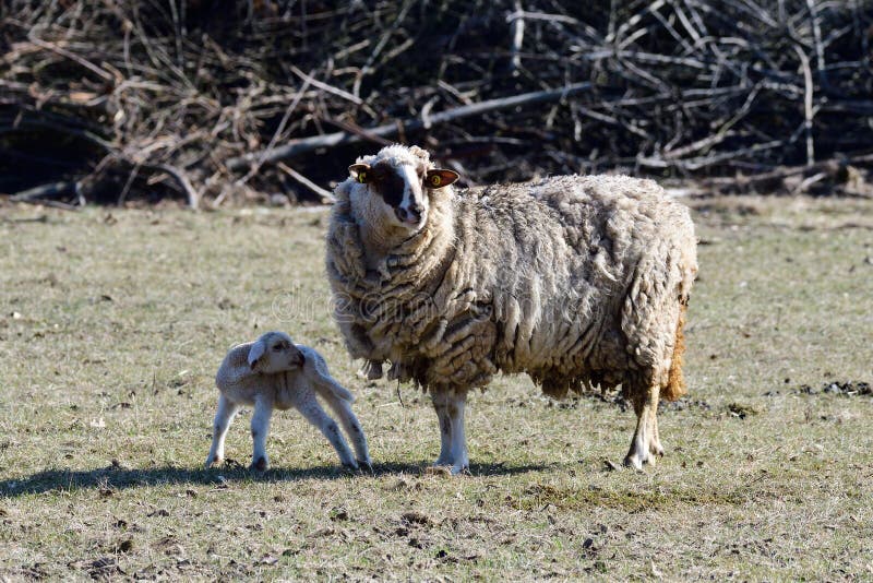 Sheep with cub stock photo. Image of mammal, wild, spring - 140806094