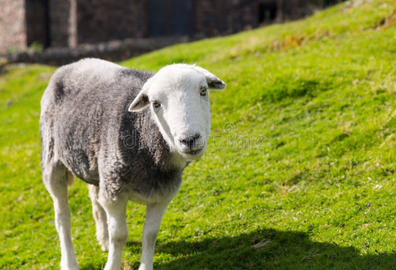 Two Sheep Curious Stare at Camera Stock Image - Image of lamb ...