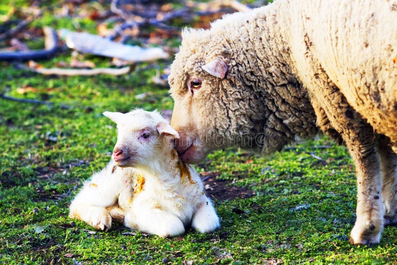 Sheep And Her Cute Little Lamb Stock Photo - Image of mammal, born: 2176360