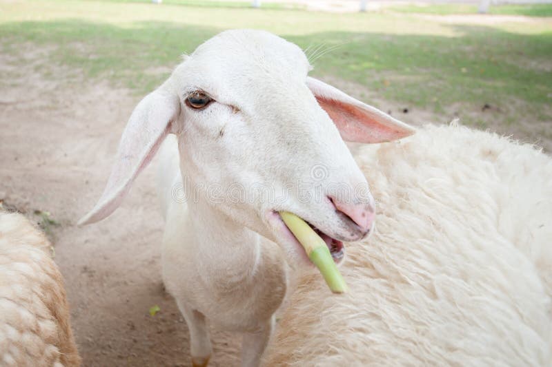 Sheep stock photo. Image of maternal, interest, green - 101704554
