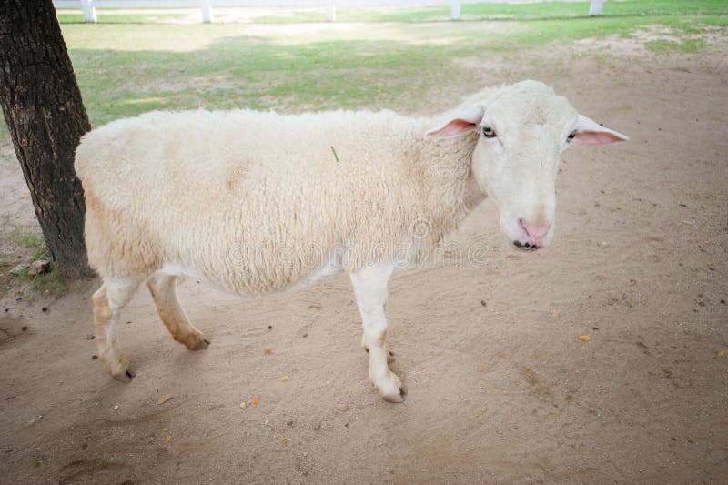 Sheep stock photo. Image of head, green, friendly, interest - 100128442