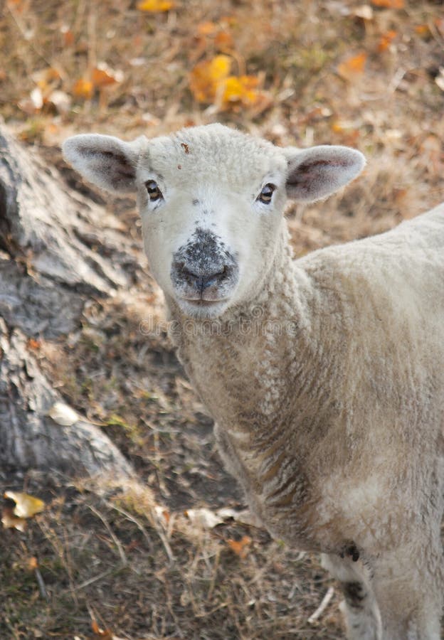 Sheep stock image. Image of meadow, wool, agriculture - 39377959