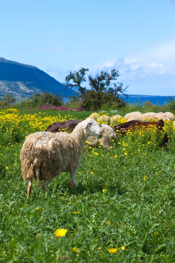 Sheep in cyprus stock image. Image of latchi, warm, mediteraen - 25115897
