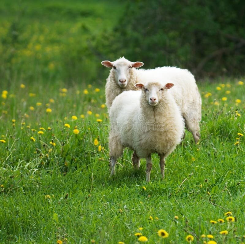 Sheep In Dandelion Field Stock Photo - Image: 2560350