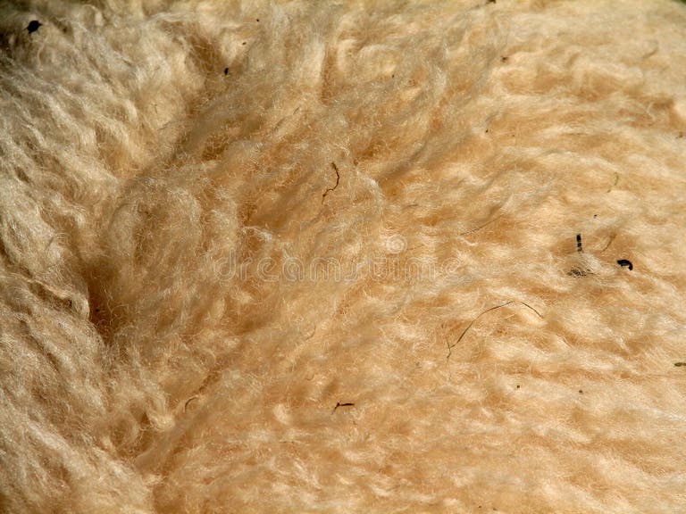 Sheep stock image. Image of animal, sheep, wave, farm - 100458707