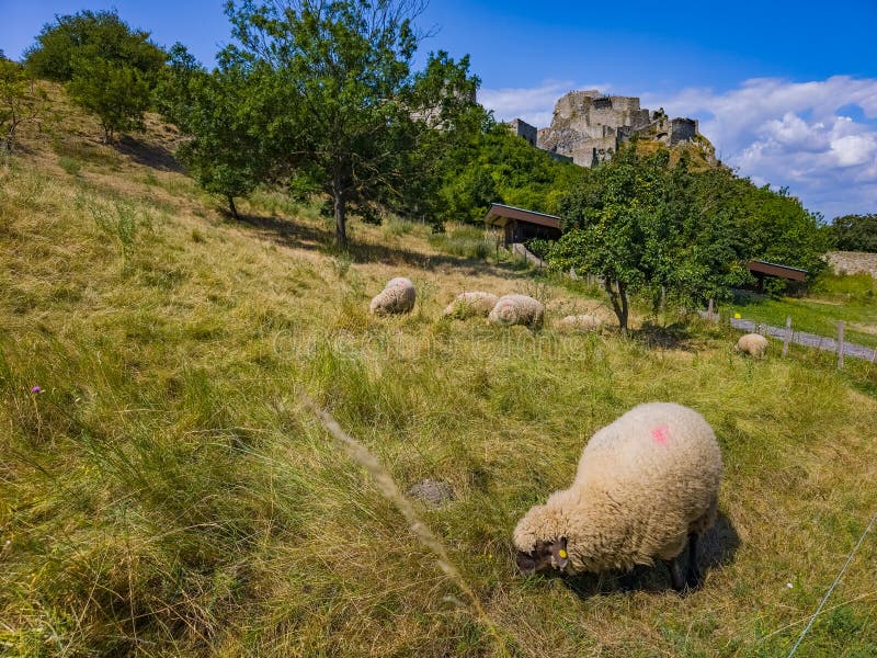 Sheep at Devin Castle in Slovakia Stock Image - Image of sunny, gate ...