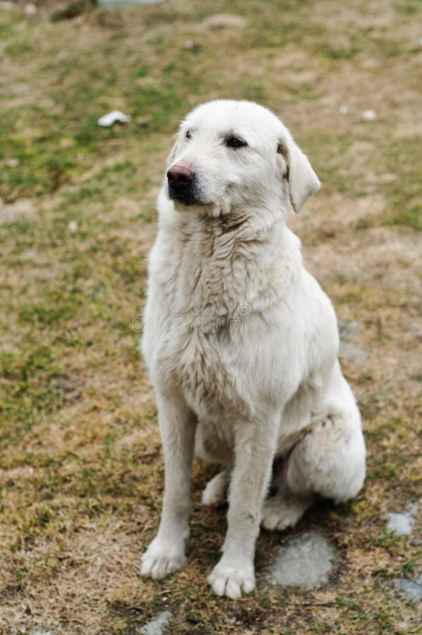 Sheep dog stock image. Image of sheppard, sheep, animalia - 19068493