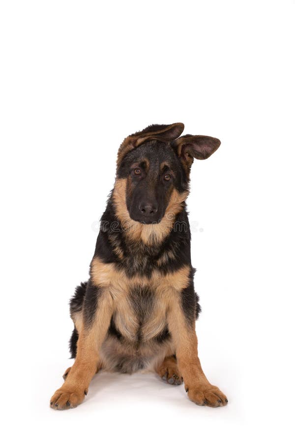 Sheep-dog stock image. Image of germany, young, puppy - 22080703