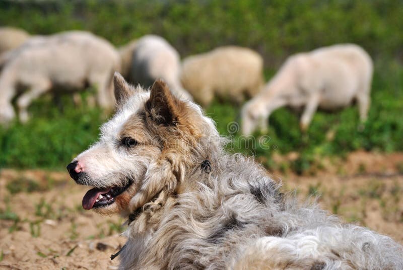 Sheep dog stock photo. Image of intelligent, canine, nose - 24620200