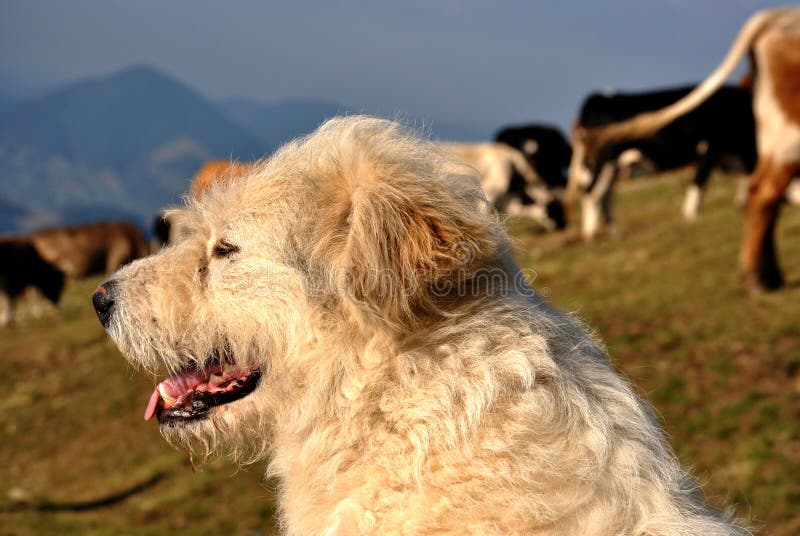 Sheep dog stock photo. Image of farming, secure, dogs - 26511414