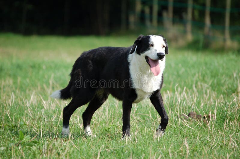 Sheep dog stock photo. Image of farm, mammal, hound, doggy - 5797422